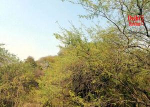 Rajokri Forest Delhi Darshan Agra sightseeing bus car cab tour hire